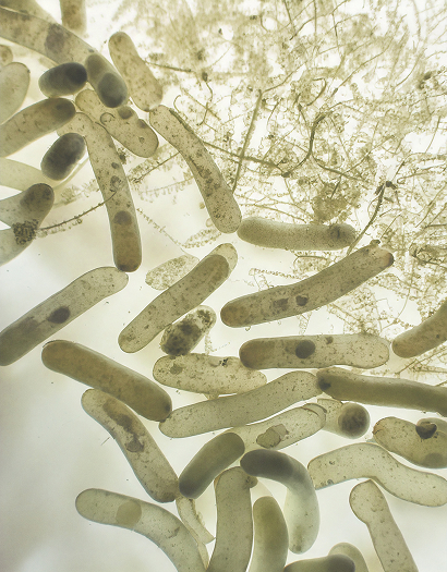 Simbiotik i probiotik koja je razlika? - NORDx